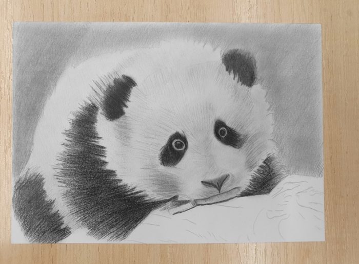 Panda zeichnen: Realistischen Panda in 5 Schritten zeichnen